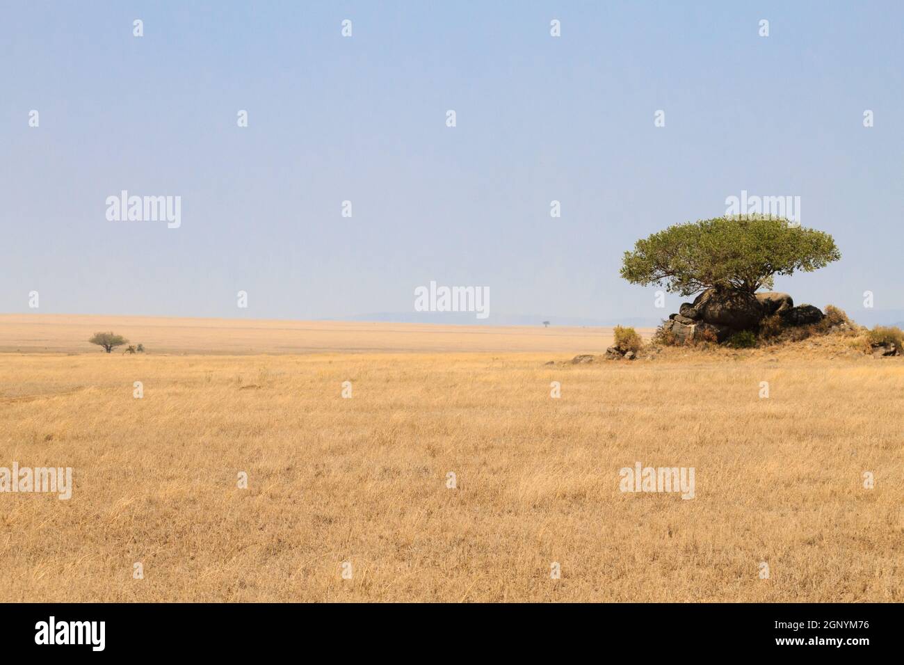 Serengeti National Park landscape, Tanzania, Africa. African panorama ...