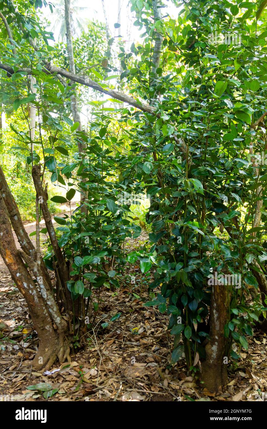 Cinnamon cultivation from Zanzibar, Tanzania. Spices cultivation ...
