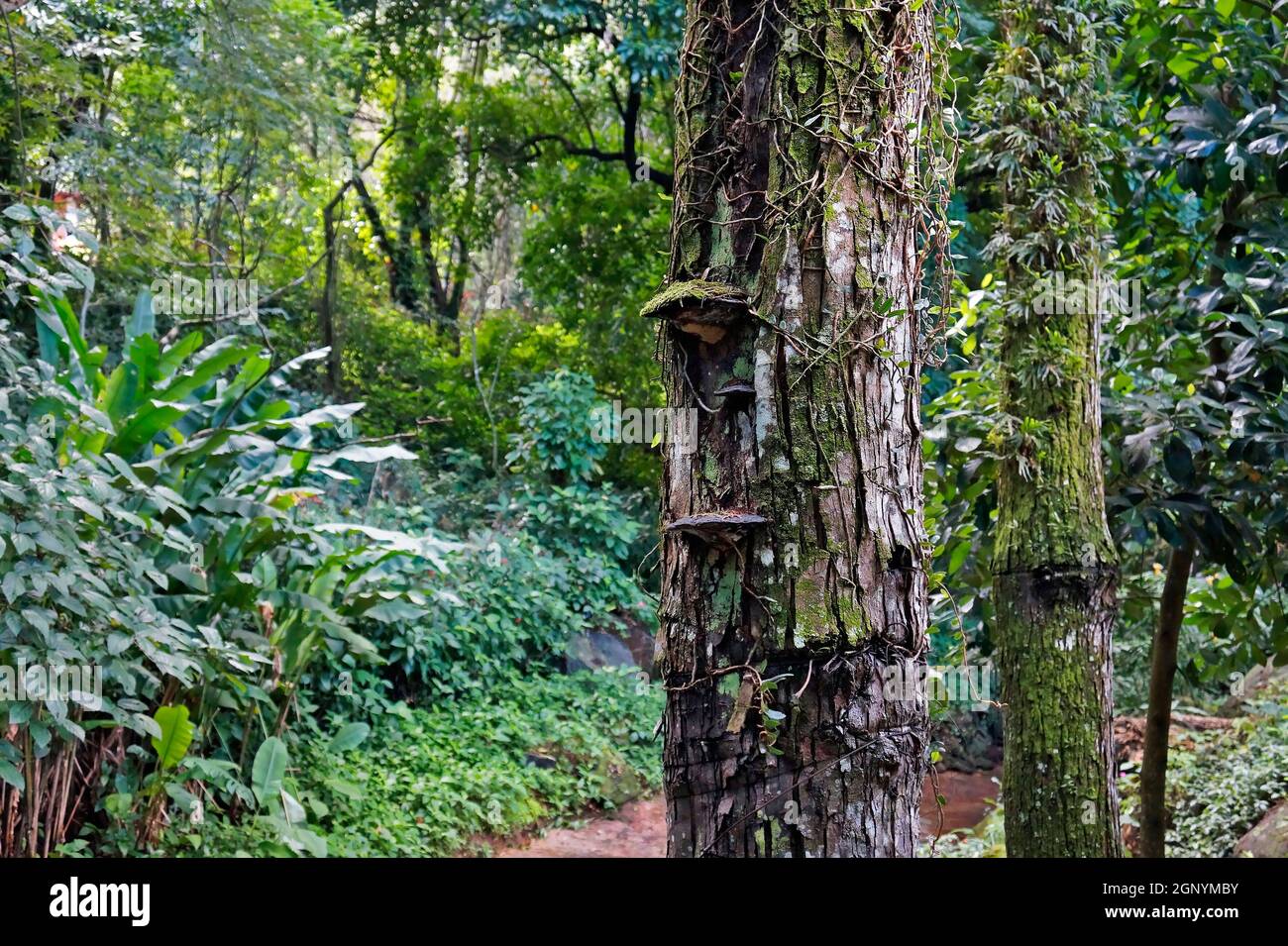 Rio De Janeiro, Brazil Rainforest High Resolution Stock Photography and ...
