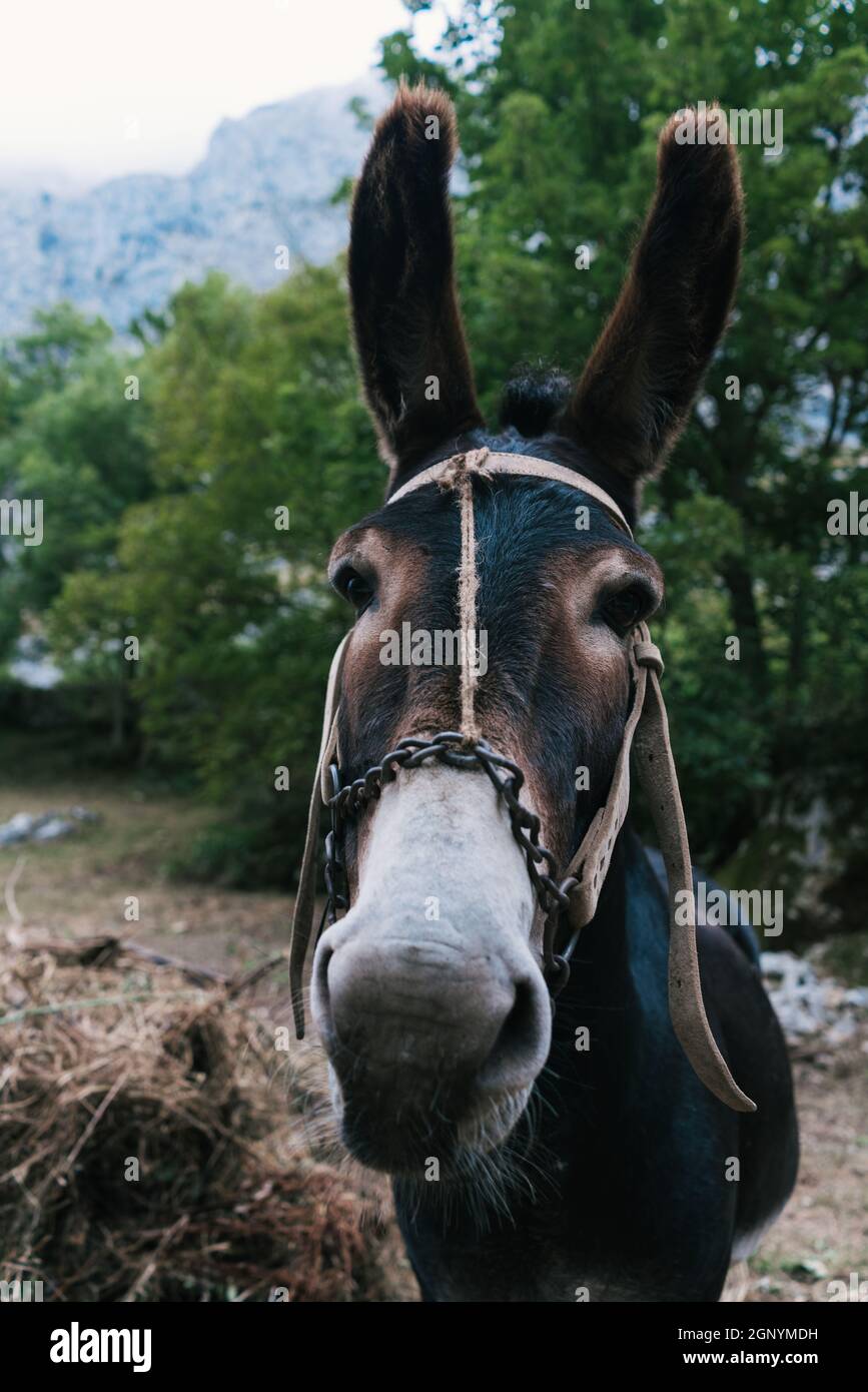 Vertical closeup of the mule Stock Photo - Alamy