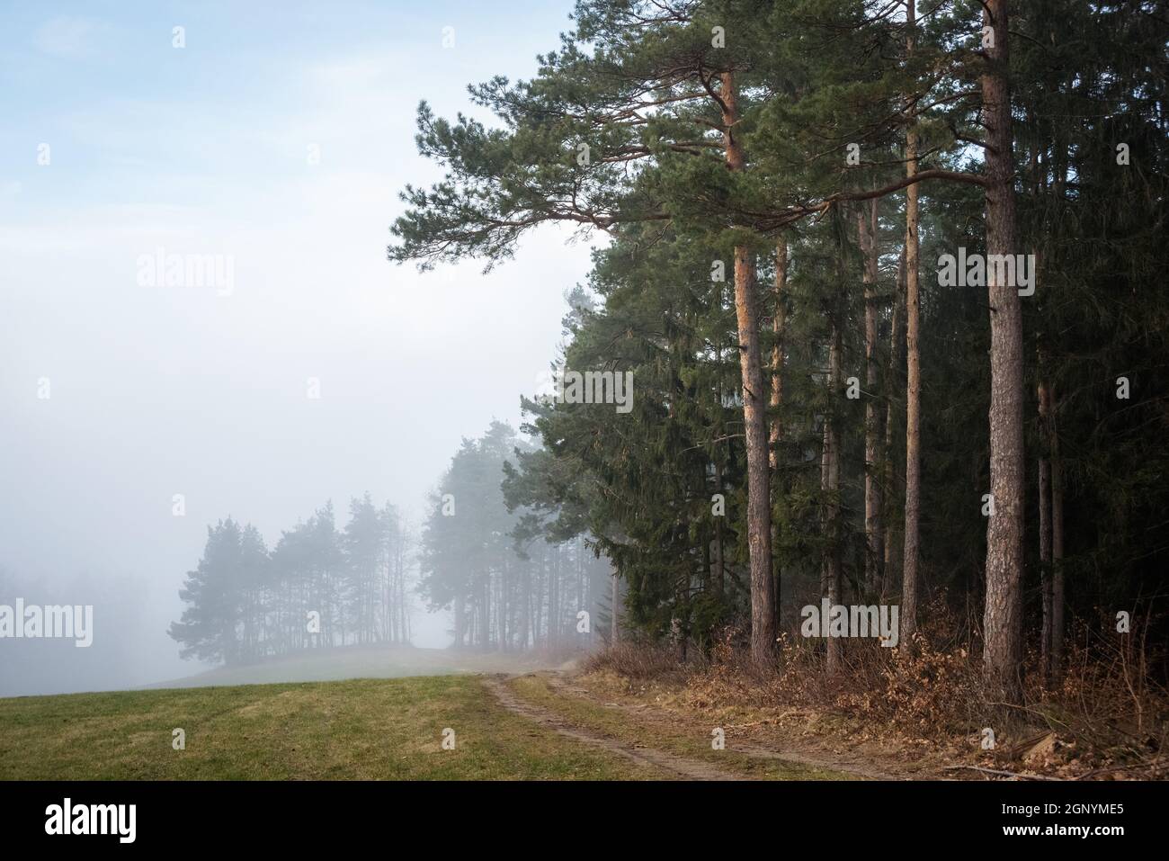 Edge of a forest with fog in the distance in lower austria Stock Photo ...