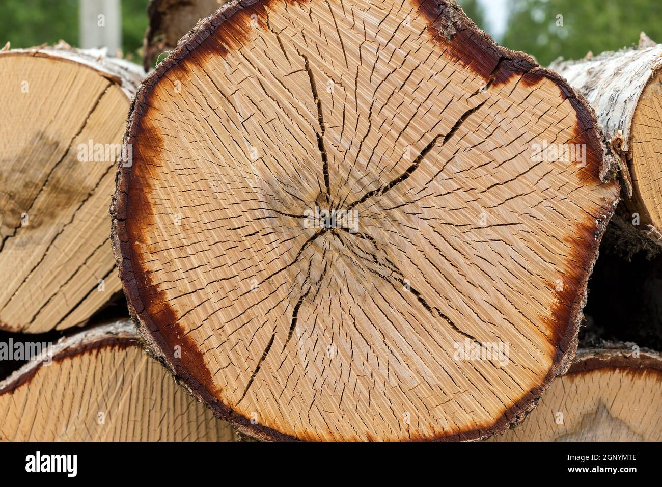 cross section of birch tree close up. Birch trunk section pattern ...