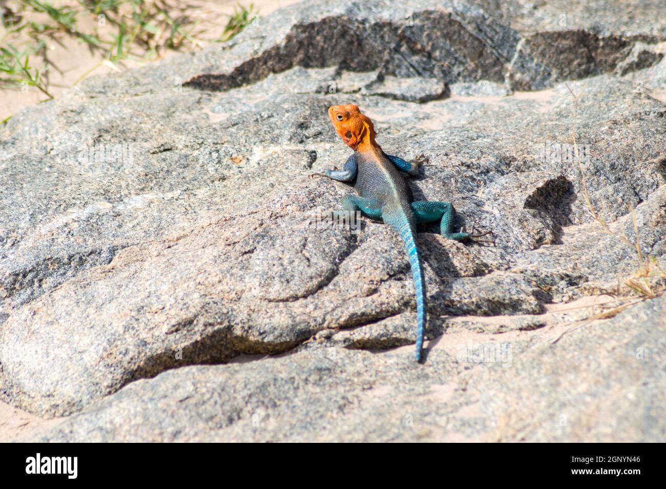 Closeup of Orange headed common Agama Rainbow Lizard in Tsavo east ...