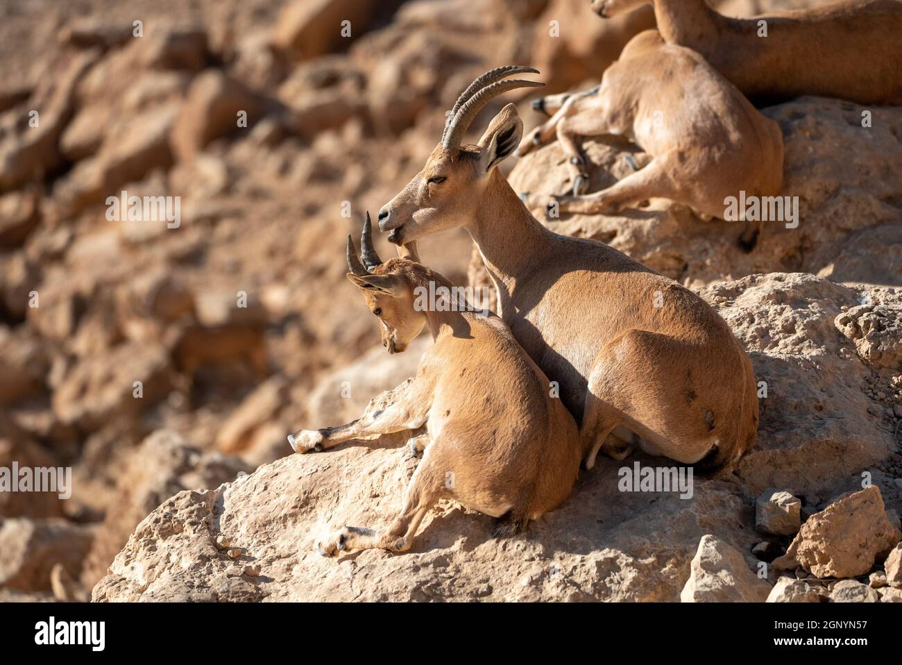 Mother and young of Nubian ibex (Capra nubiana Stock Photo - Alamy