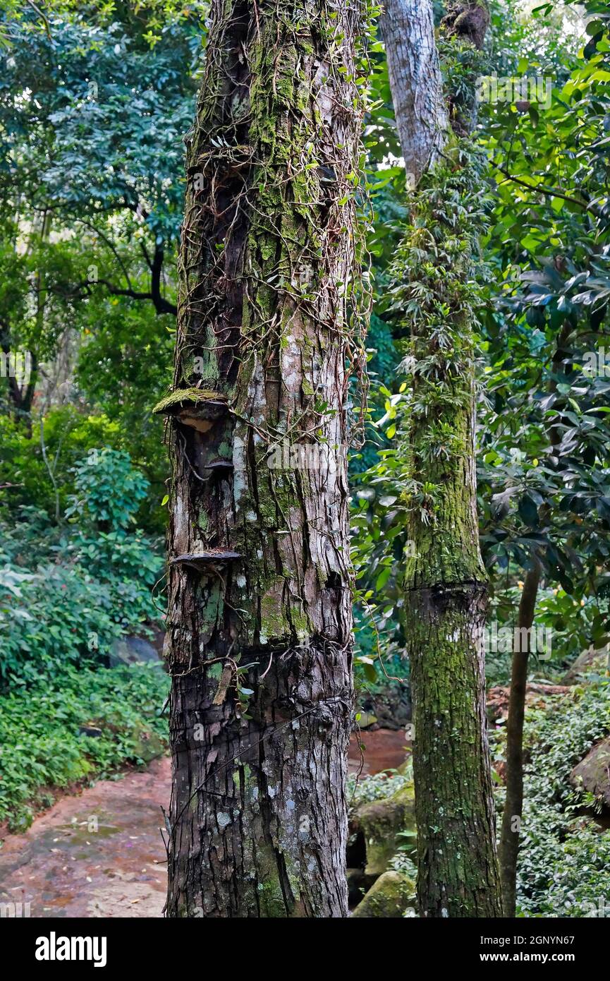 Tropical rainforest tree trunk hi-res stock photography and images - Alamy