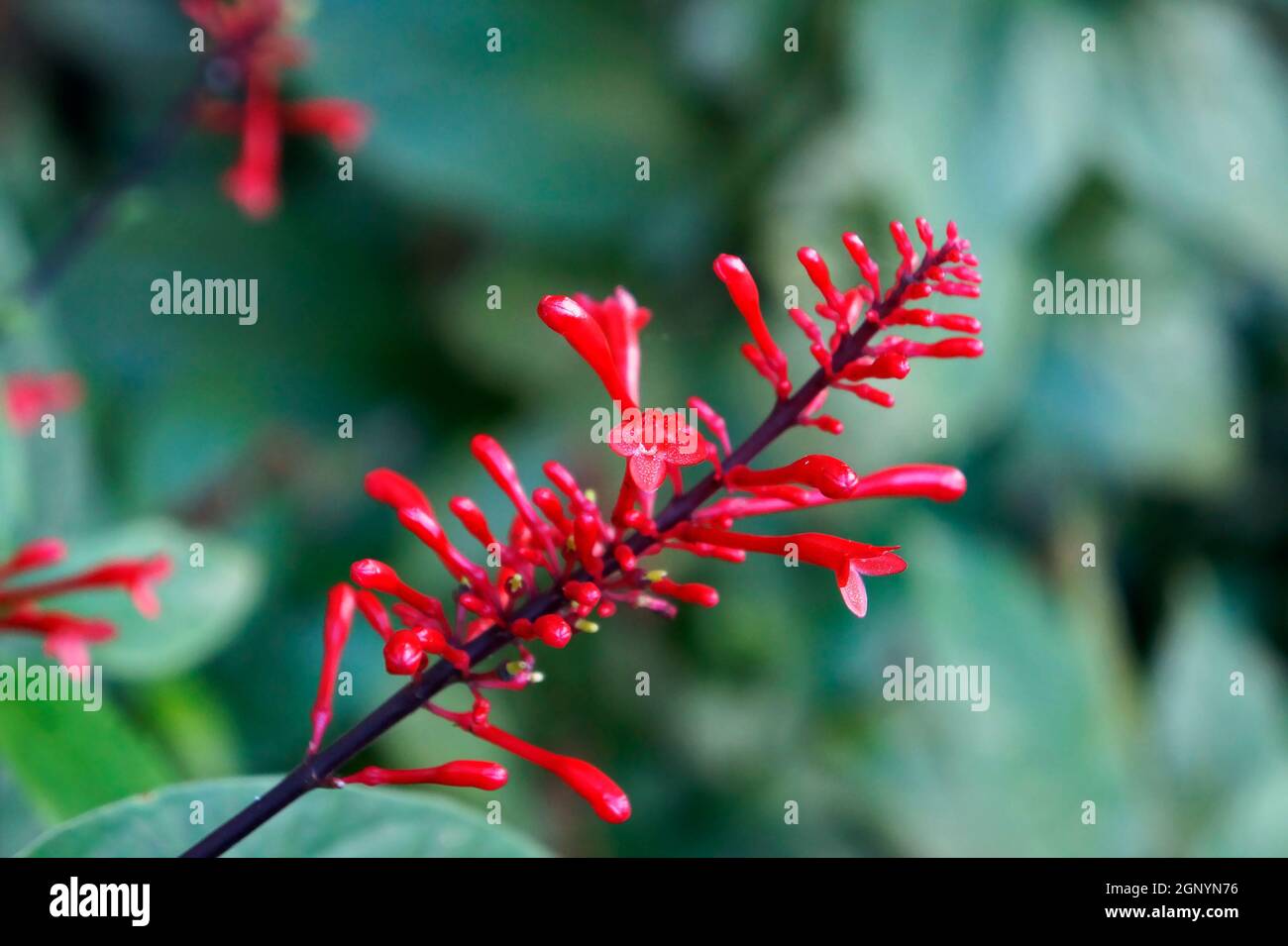 Firespike plant hi-res stock photography and images - Alamy