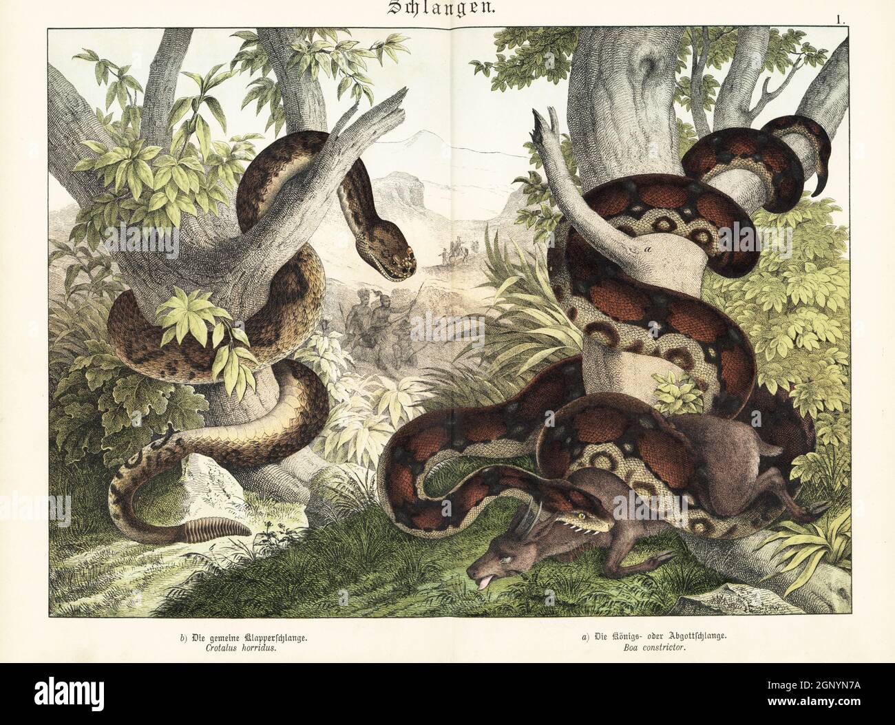 Lithograph of boa constrictor hi-res stock photography and images - Alamy