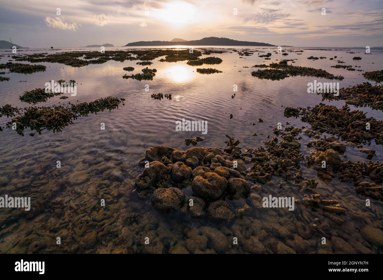 Coral reef during low tide water in the sea at Phuket island Stock ...