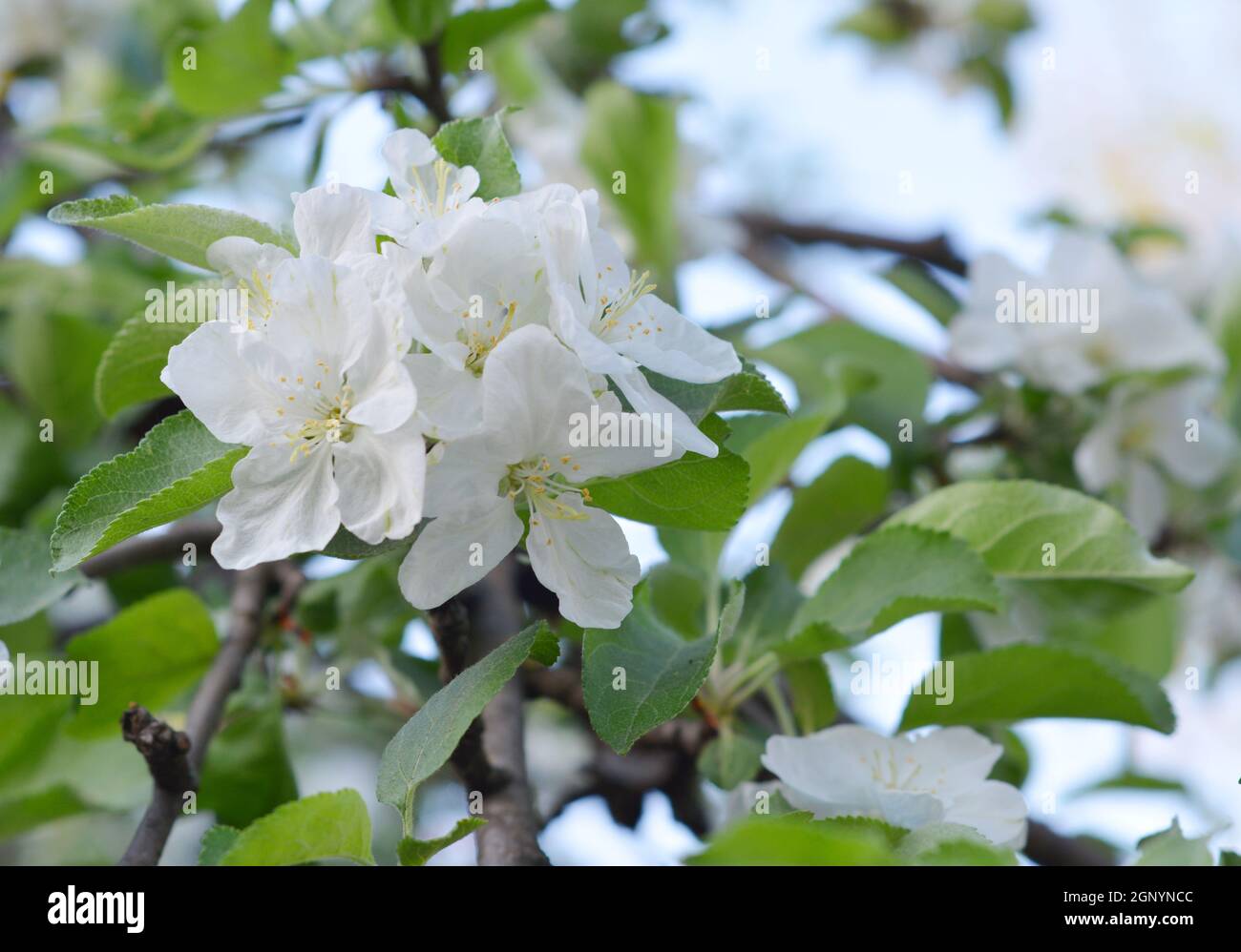 Apple tree blooming. White beautiful apple tree flowers Stock Photo - Alamy