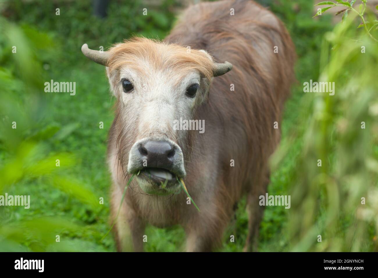 Close-up portrait of the buffalo cub chewing the grass, Nepal Stock ...