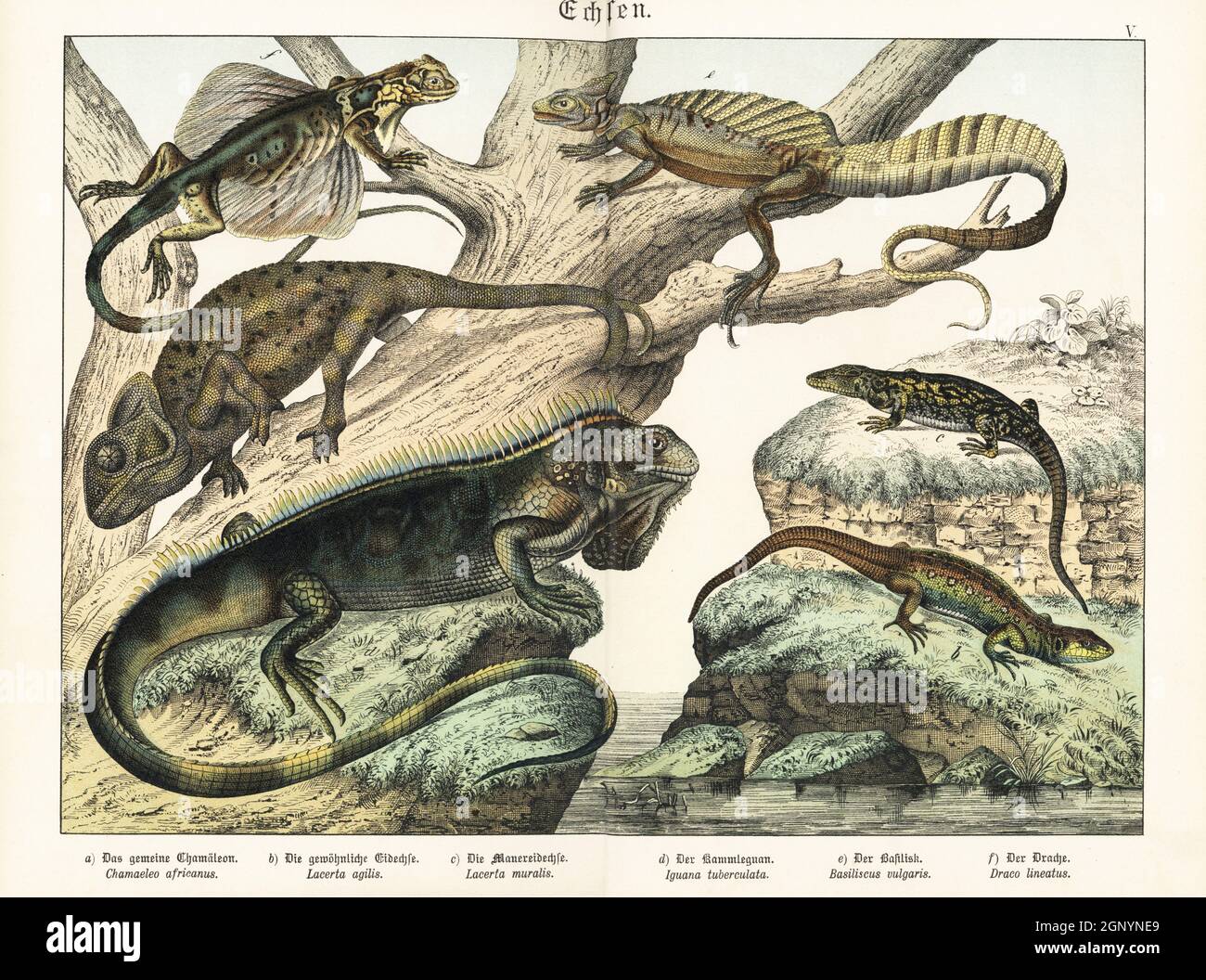 Draco illustration hi-res stock photography and images - Alamy