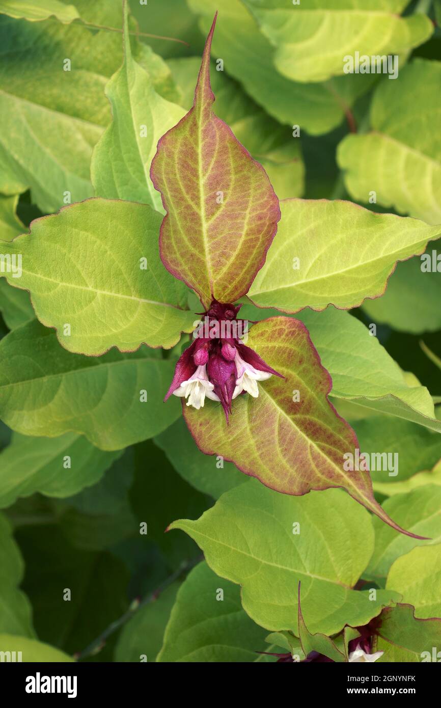 Himalayan honeysuckle (Leycesteria formosa). Called Flowering nutmeg ...