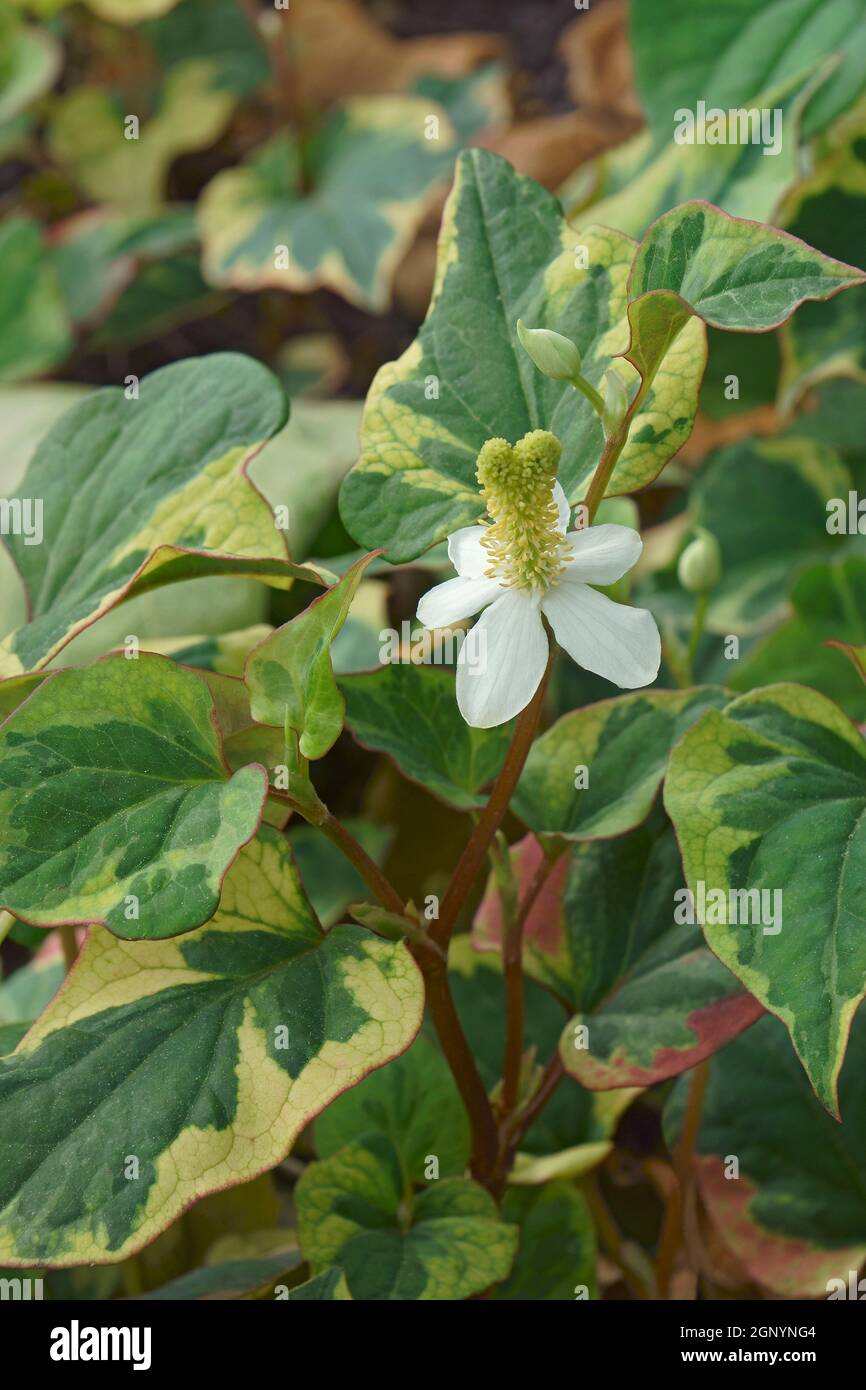 Chameleon plant (Houttuynia cordata 'Chameleon' Stock Photo - Alamy