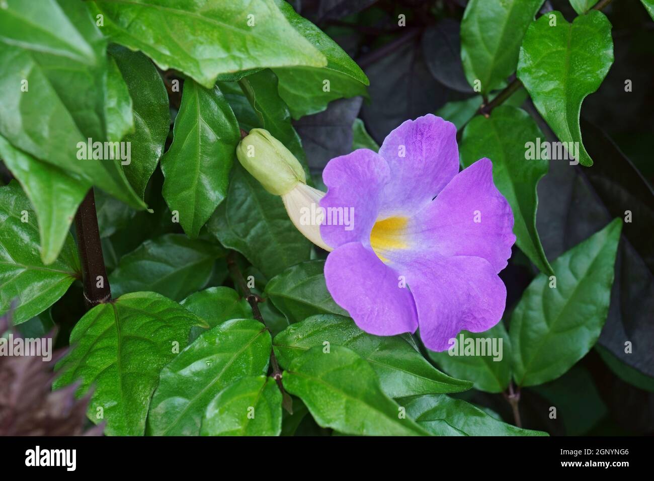 Bush clockvine (Thunbergia erecta). Called King's-mantle and Potato ...