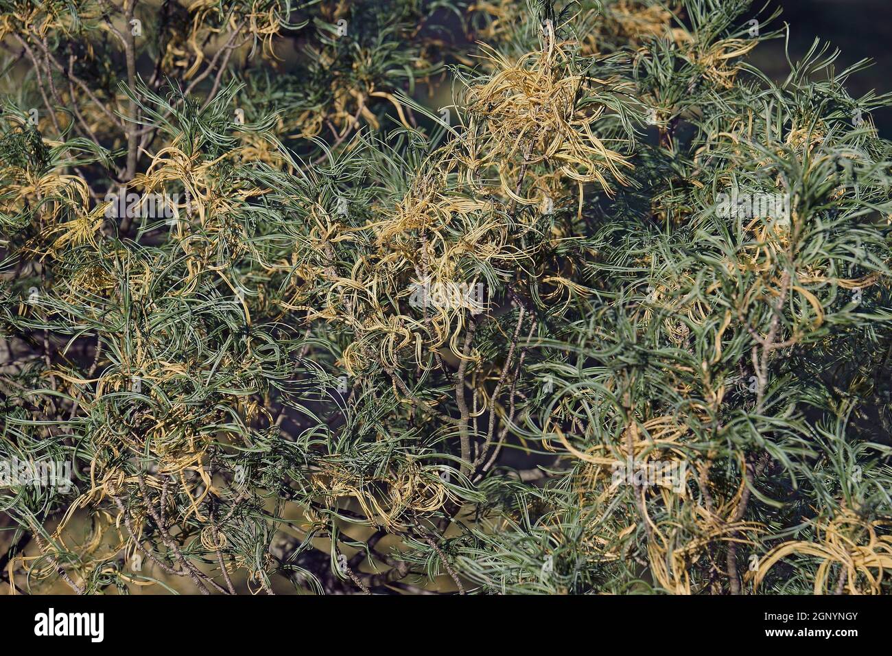 Twisted white pine (Pinus strobus 'Torulosa'). Called Contorted Eastern ...