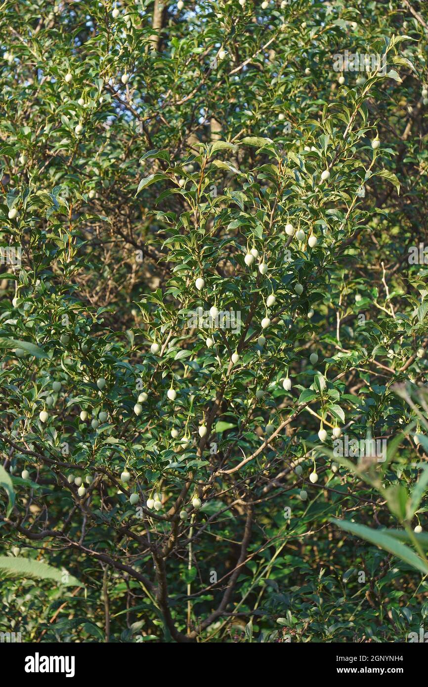 Japanese snawbell (Styrax japonicus Stock Photo - Alamy