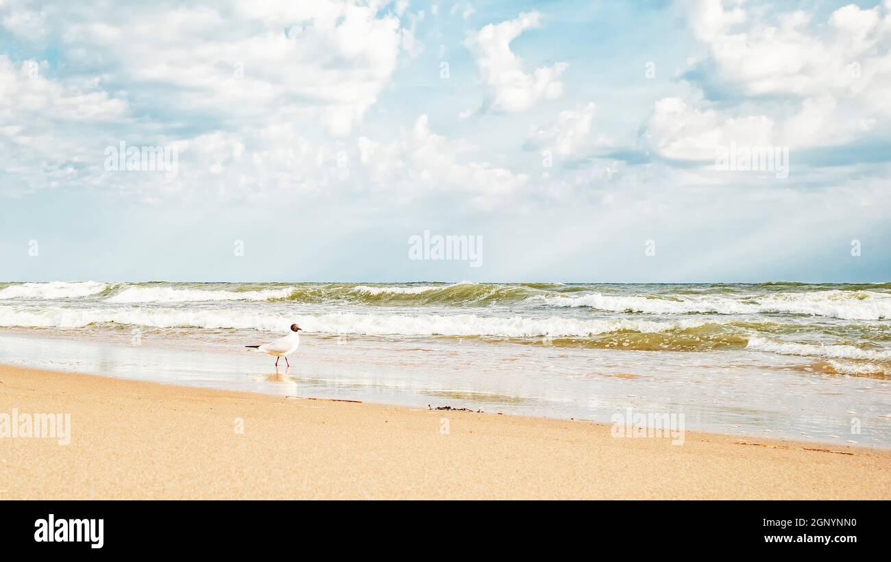 Seagull on the seashore with the beach against the background of the ...