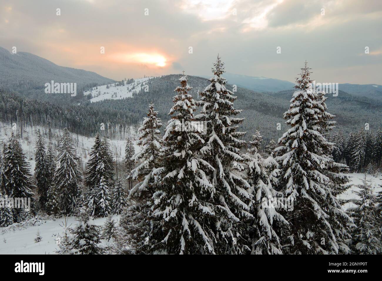 Aerial winter landscape with spruse trees of snow covered forest in ...