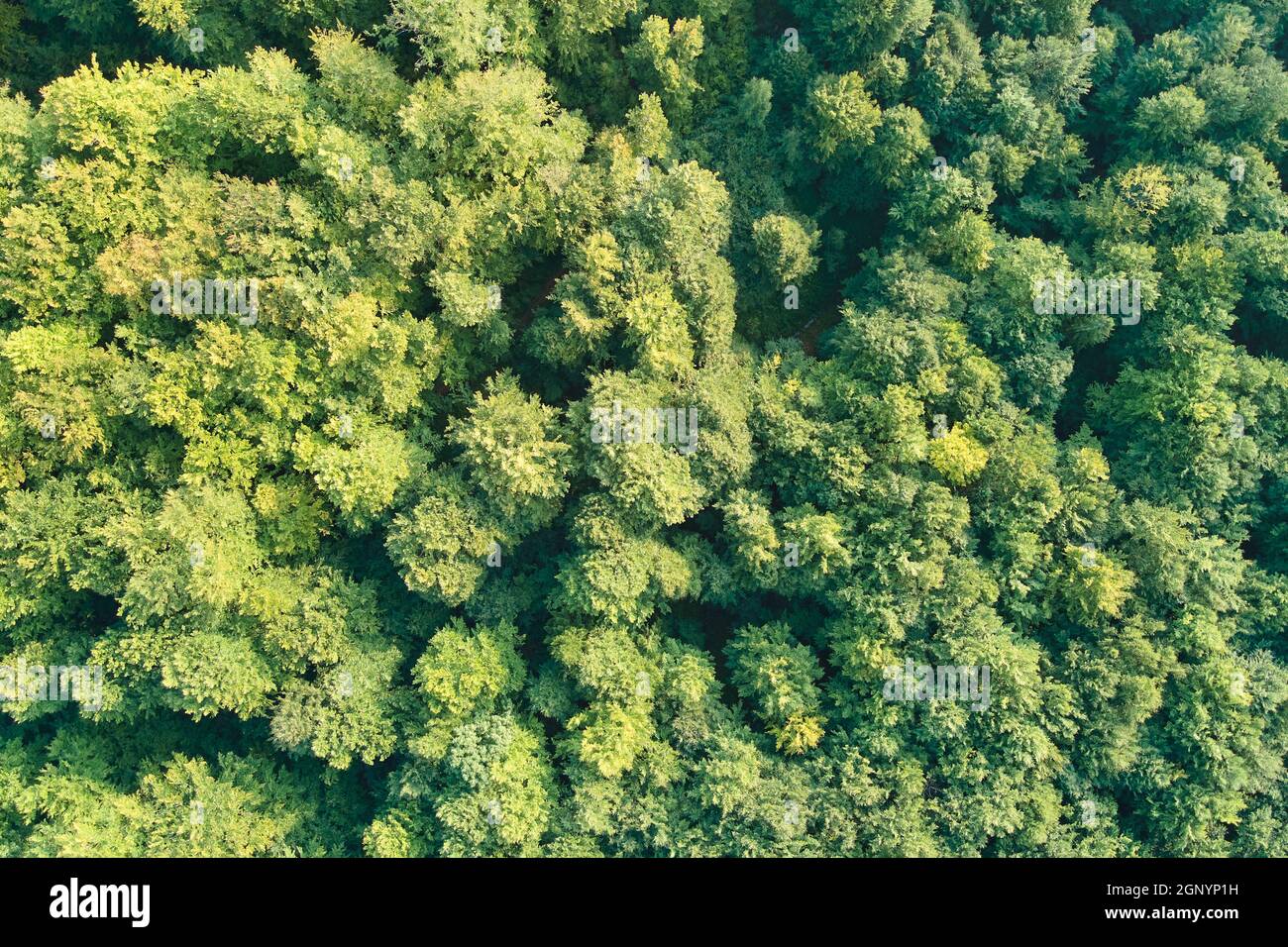 Top down flat aerial view of dark lush forest with green trees canopies ...