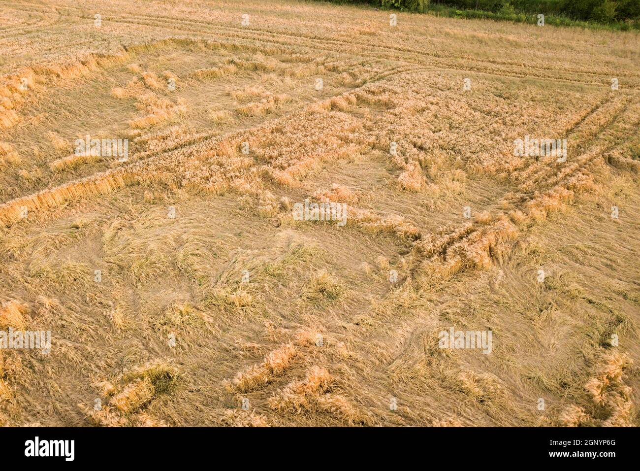 Aerial view of ripe farm field ready for harvesting with fallen down ...