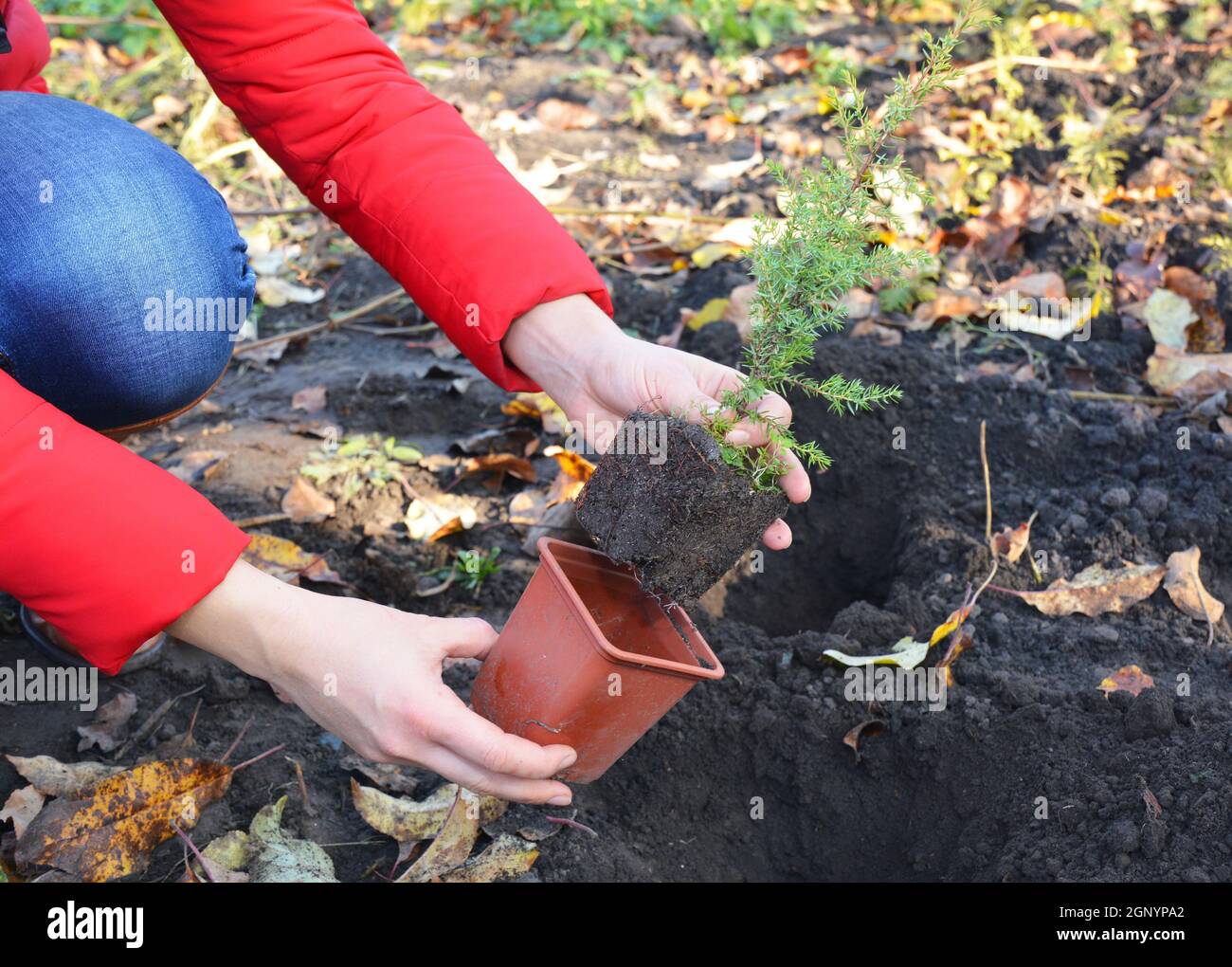 Gardener planting juniper tree sapling with roots and dirt from ...