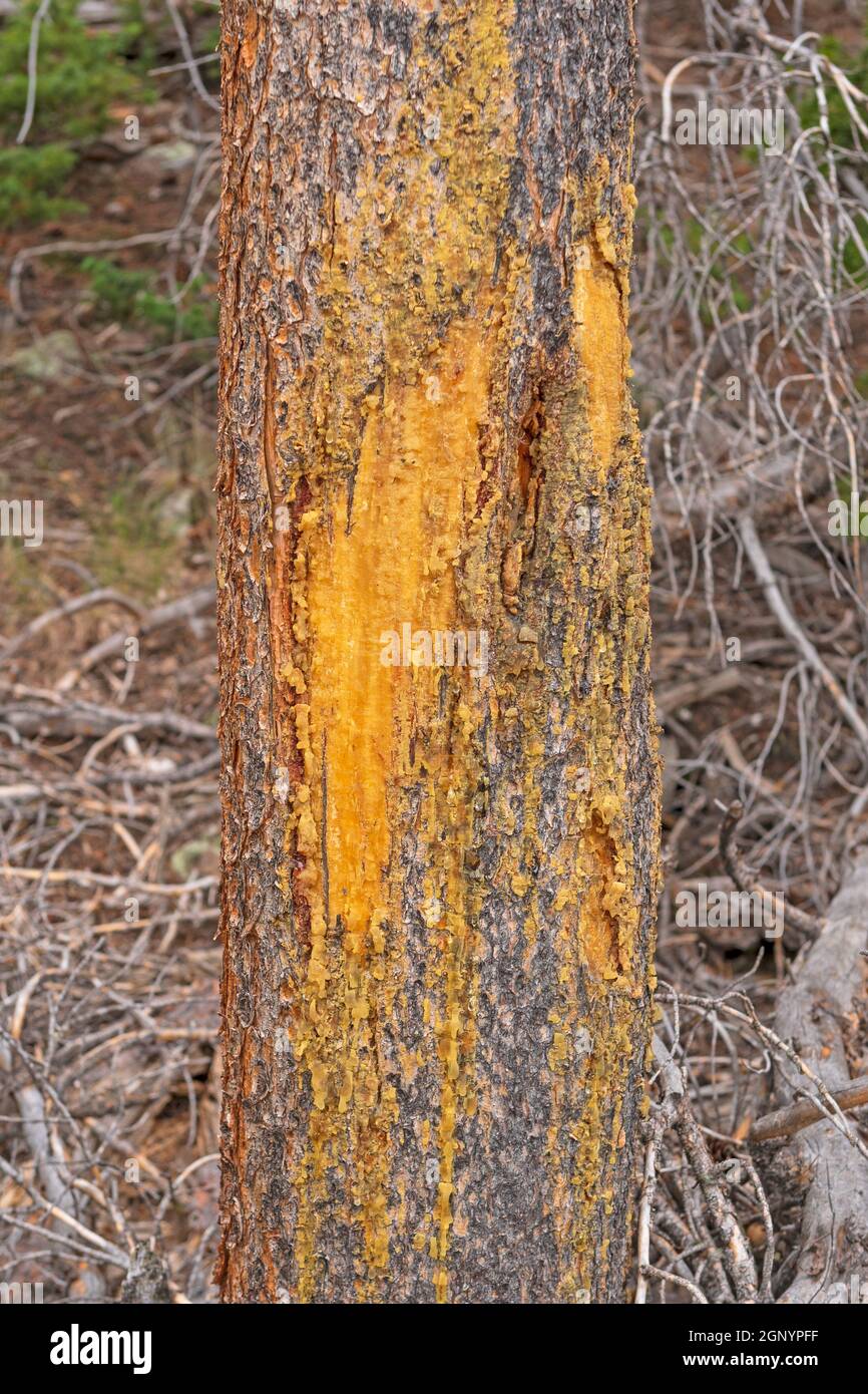 Colorful Tree Sap on a Damaged Pine Tree in Rocky Mountain National ...