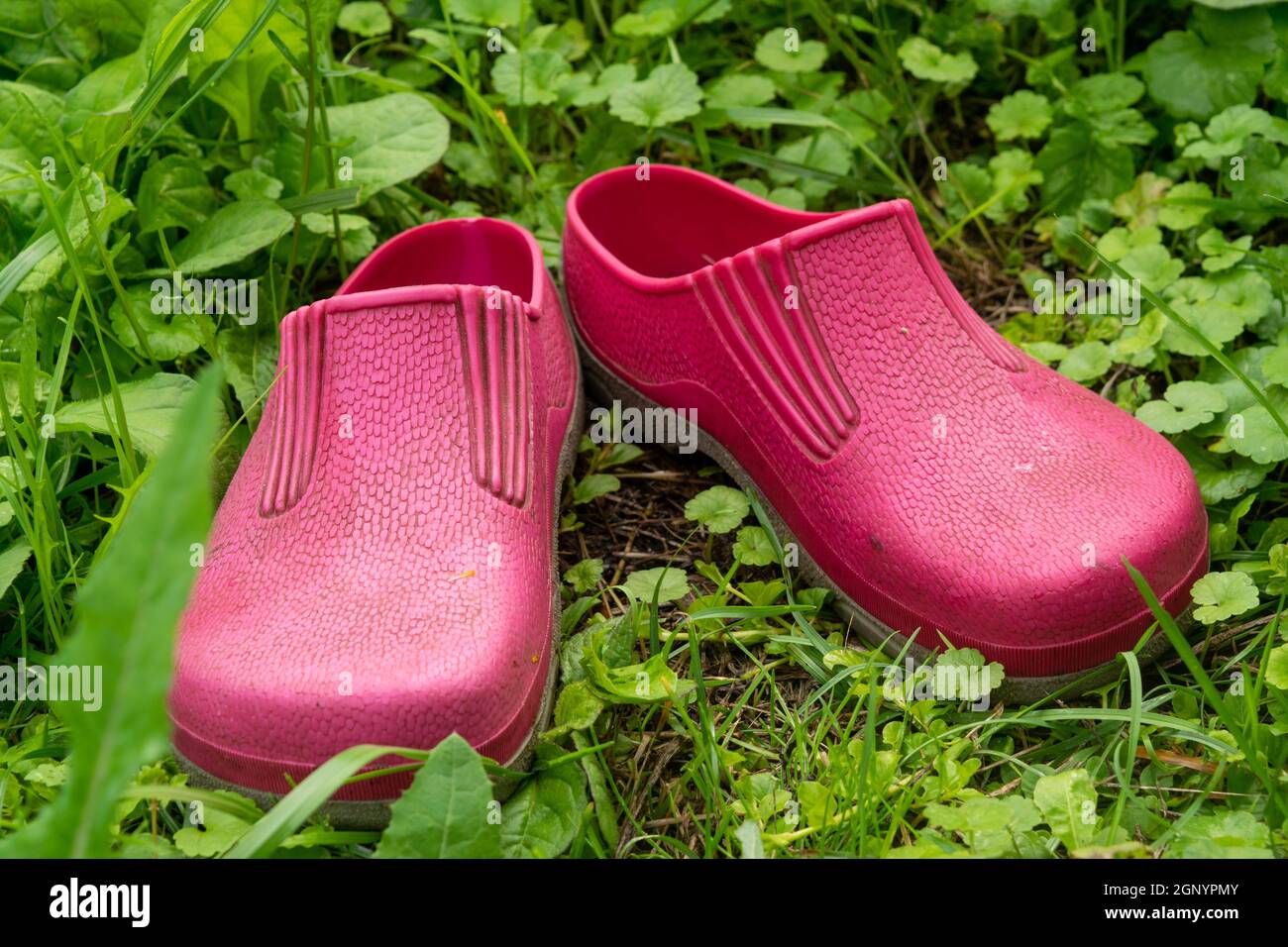 A pair of pink rubber galoshes in the green grass Stock Photo - Alamy