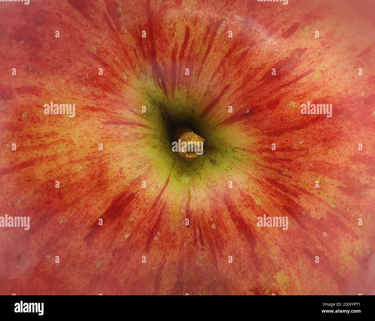 Red apple of autumn variety, top view Stock Photo - Alamy