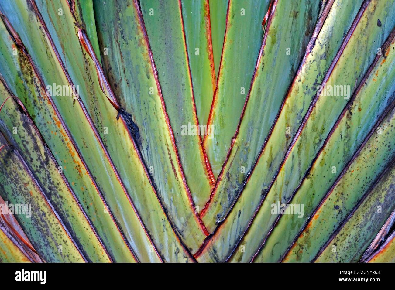 Traveller's tree detail (Ravenala madagascariensis Stock Photo - Alamy
