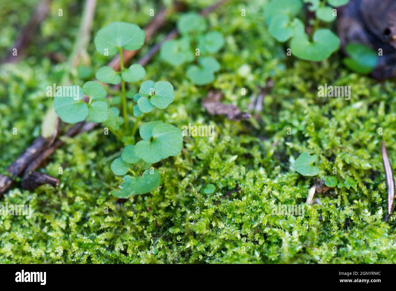Green substrate hi-res stock photography and images - Alamy