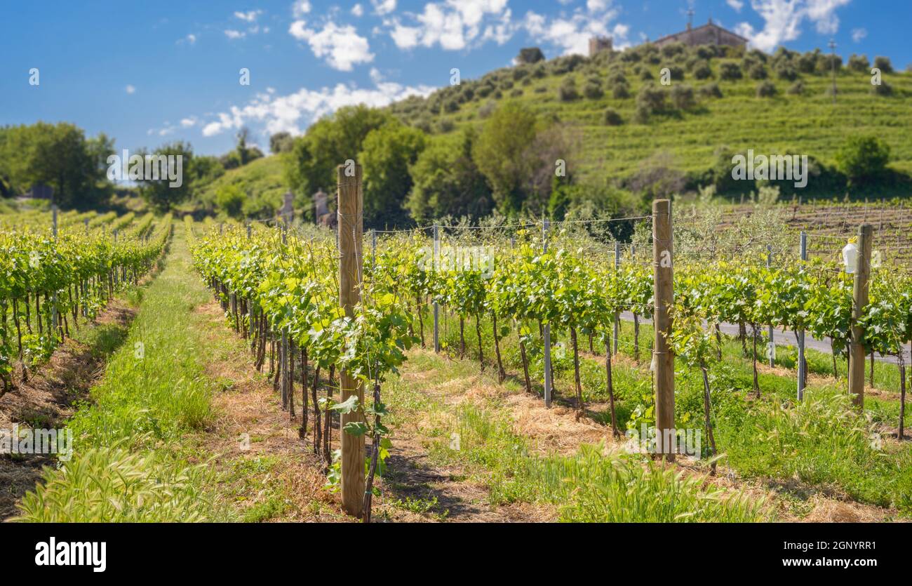 Lazio vineyard hi-res stock photography and images - Alamy