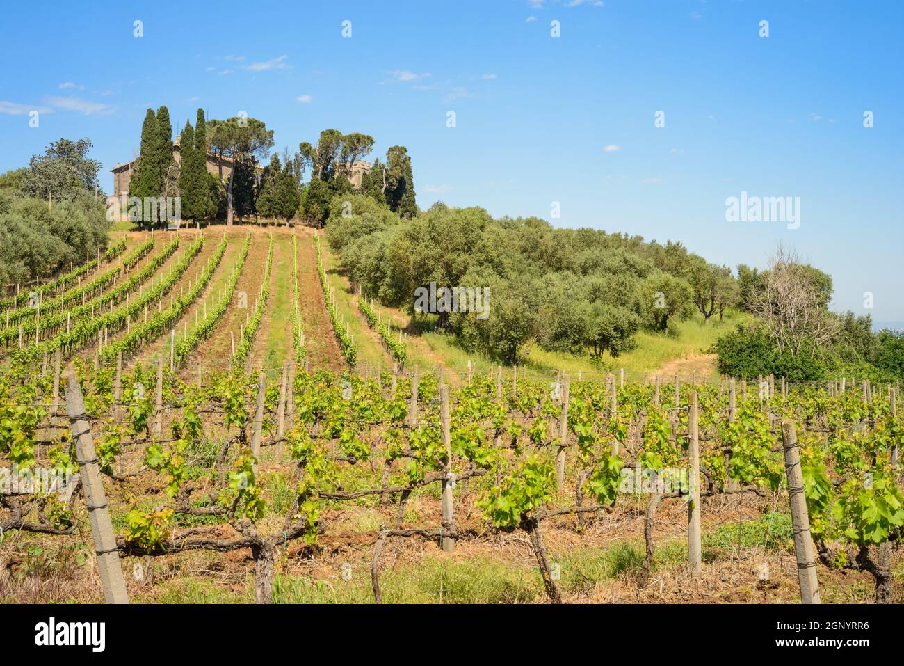 Lazio Vineyard High Resolution Stock Photography and Images - Alamy