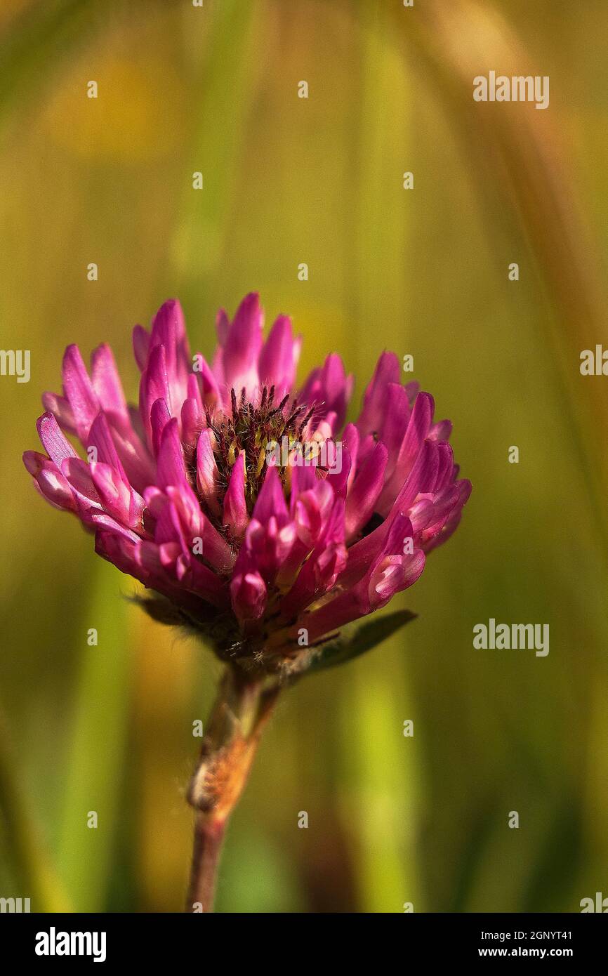 Single Red Clover (Trifolium pratense) in flower, Dorset, United ...