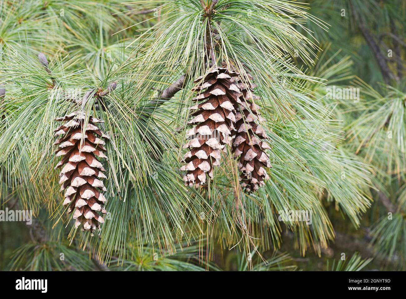 Vanderwolf's Pyramid limber pine (Pinus flexilis 'Vanderwolf's Pyramid ...