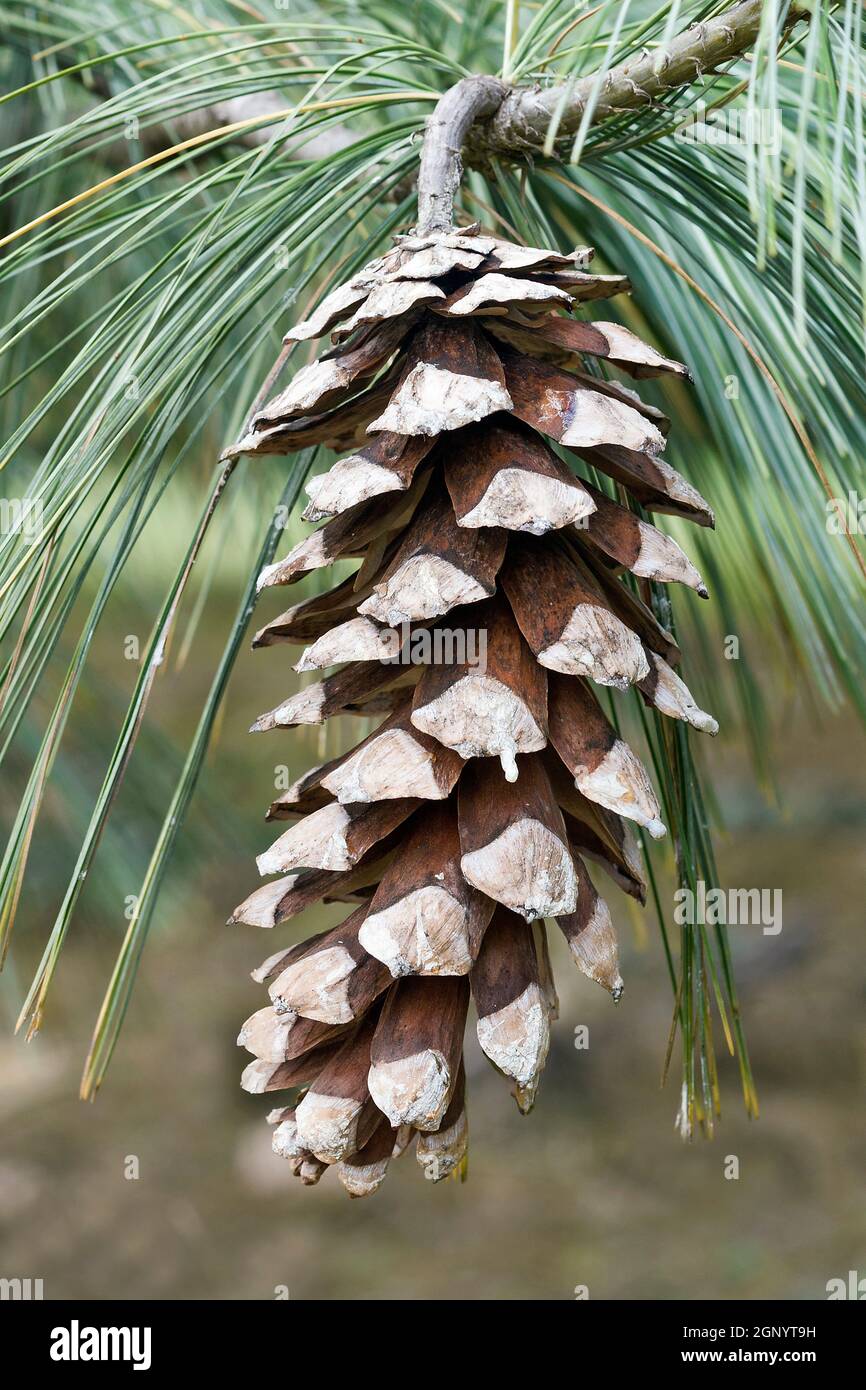 Vanderwolf's Pyramid limber pine (Pinus flexilis 'Vanderwolf's Pyramid ...