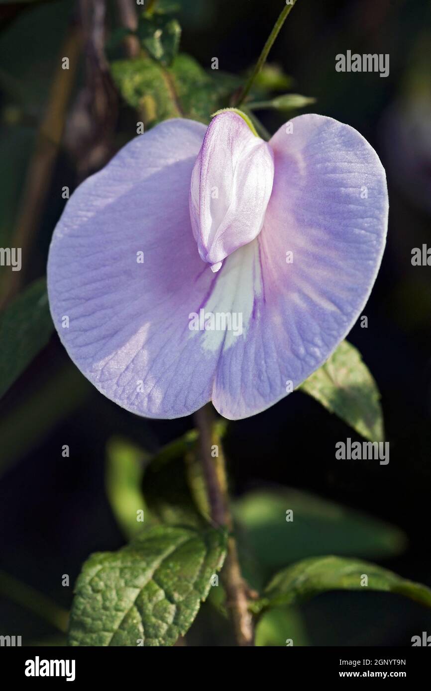Spurred butterfly pea (Centrosema virginianum). Called Wild blue vine ...