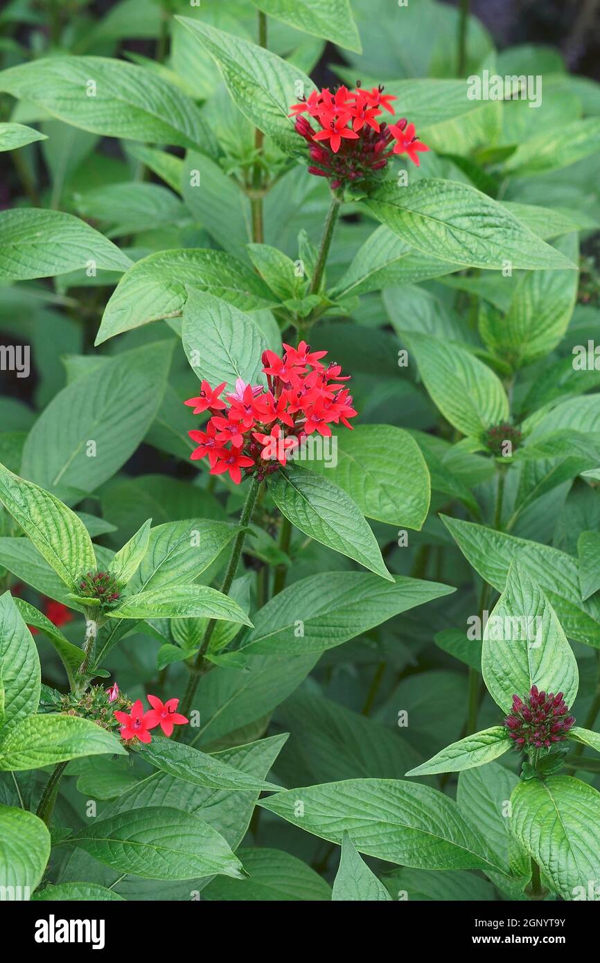 Egyptian starcluster (Pentas lanceolata). Called Egyptian star flower ...