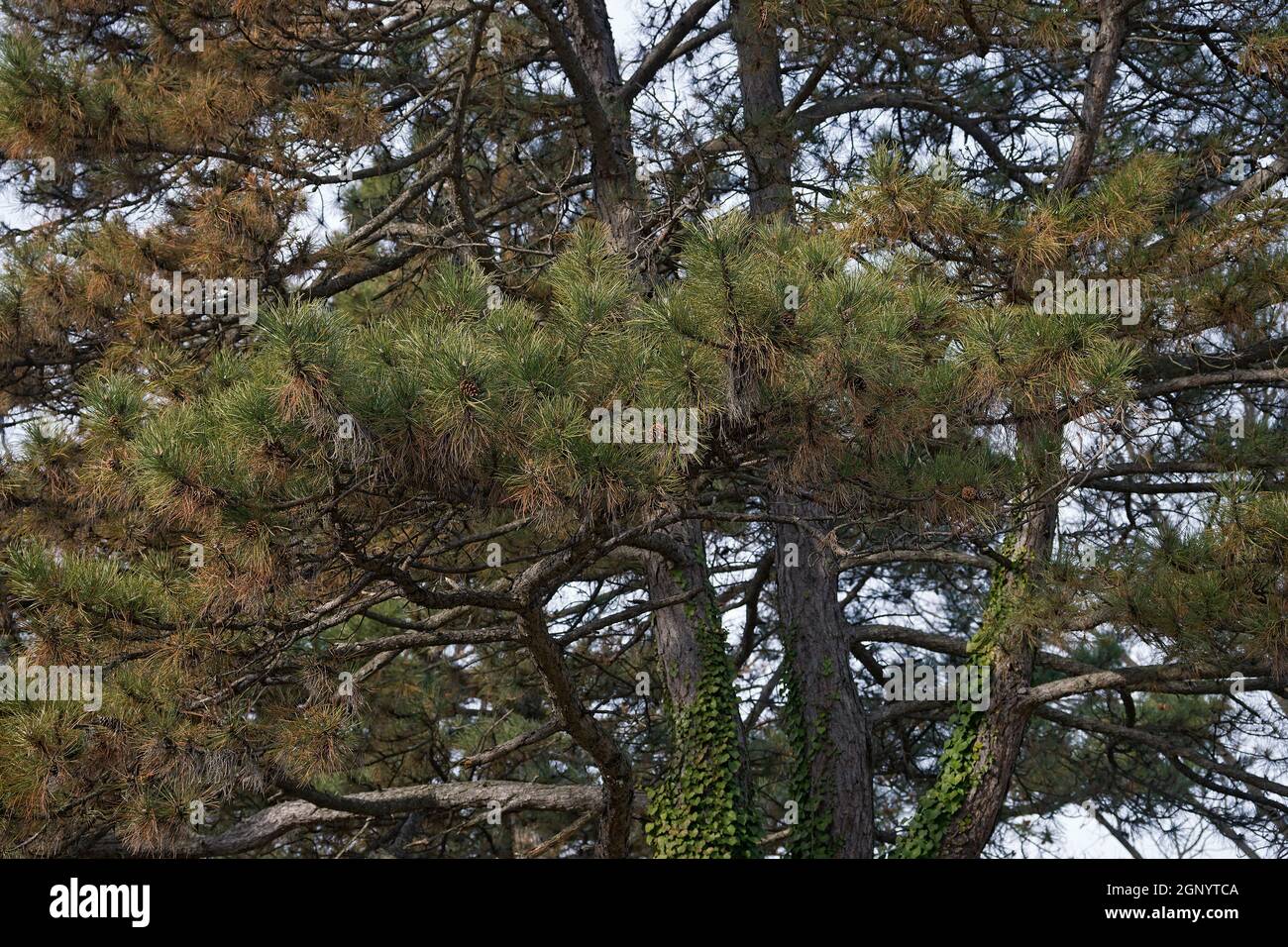 Austrian pine (Pinus nigra). Called Black pine also Stock Photo - Alamy