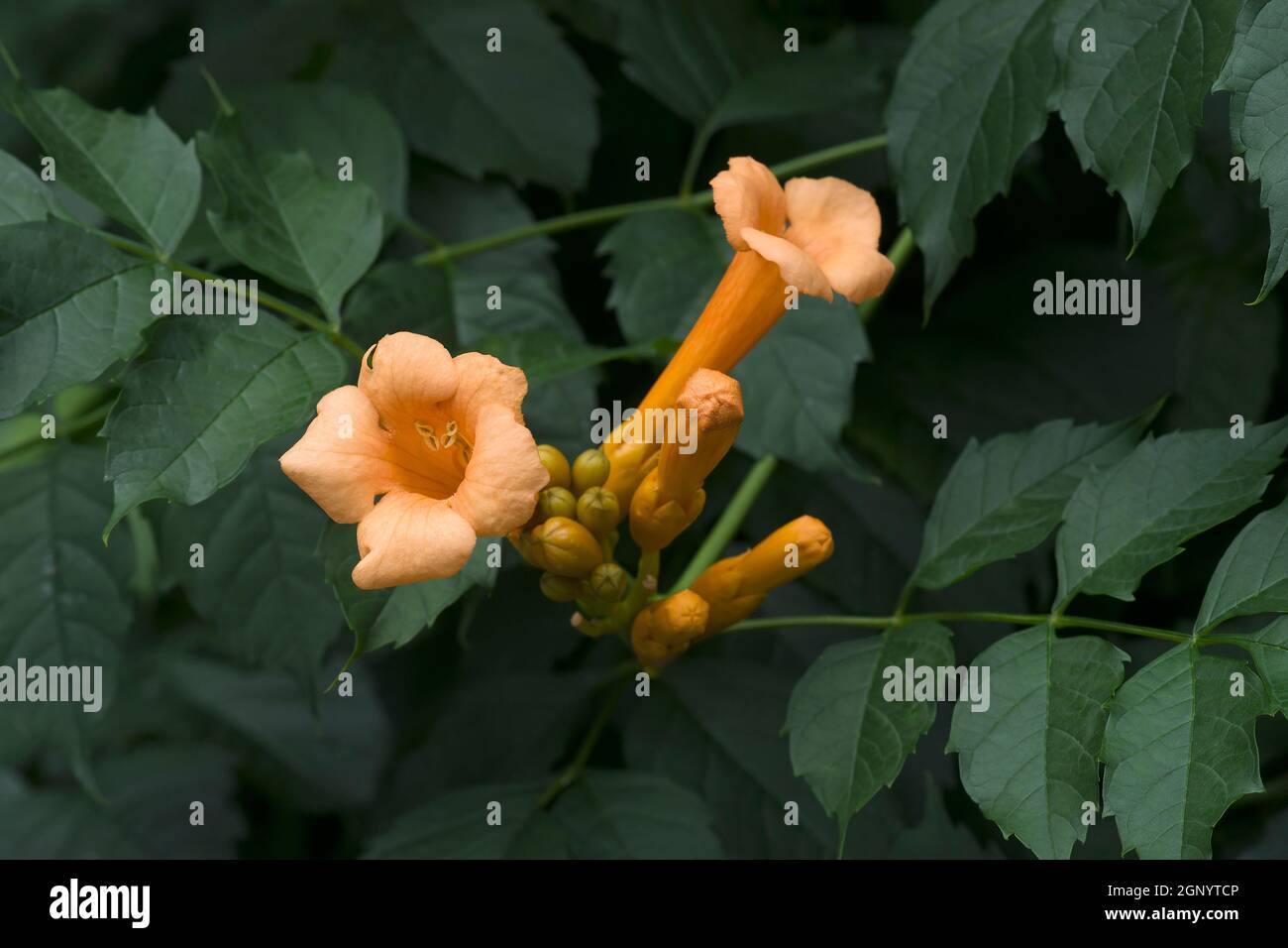 Trumpet vine (Campsis radicans). Called Trumpet creeper, Cow itch vine ...