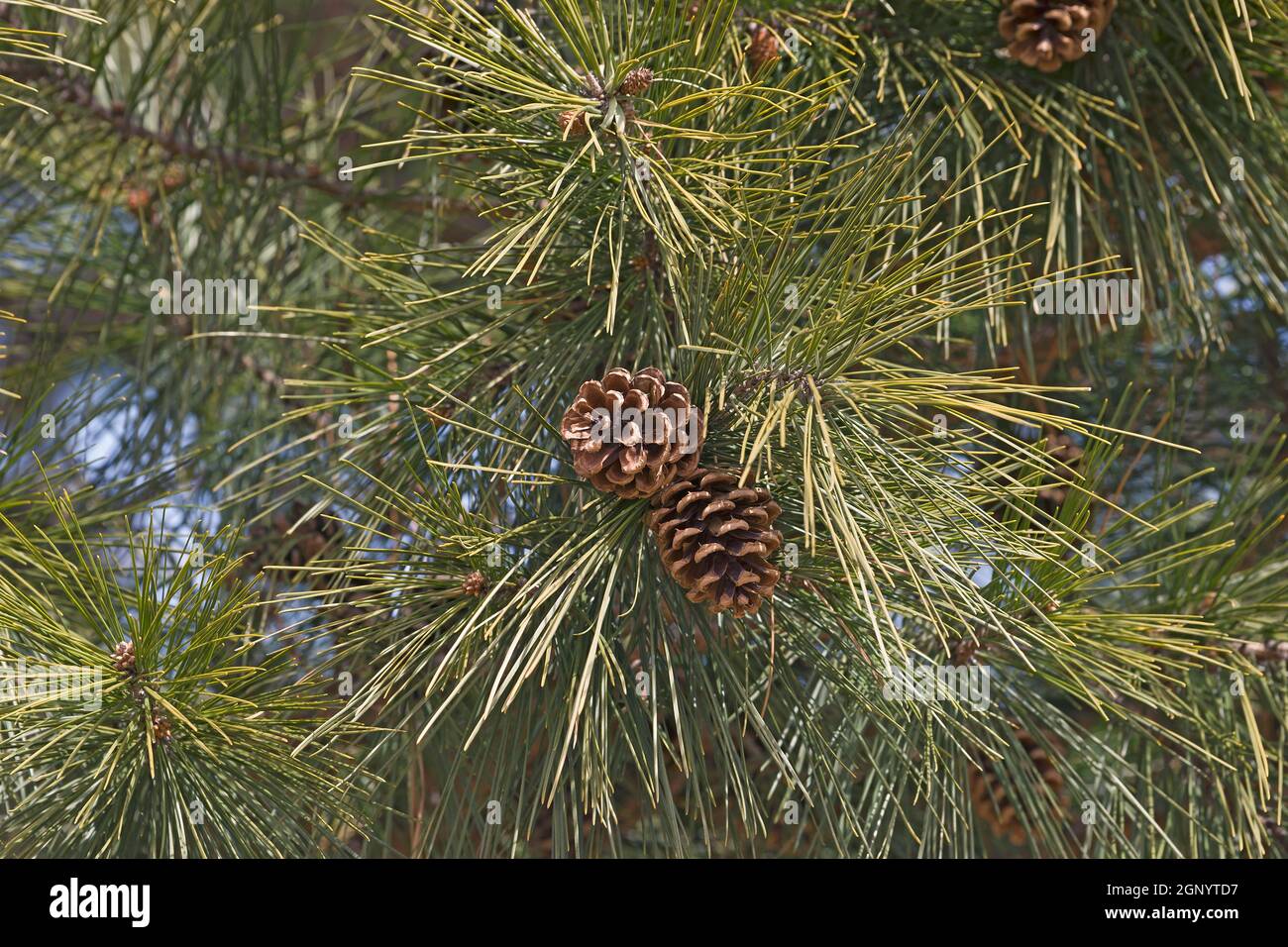 Shortleaf pine tree hi-res stock photography and images - Alamy