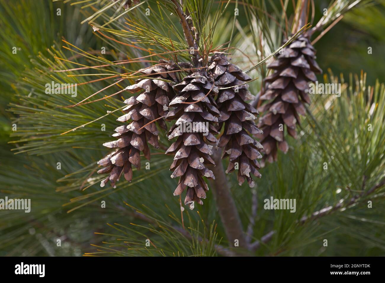 Loui Eastern white pine (Pinus strobus 'Louie' Stock Photo - Alamy