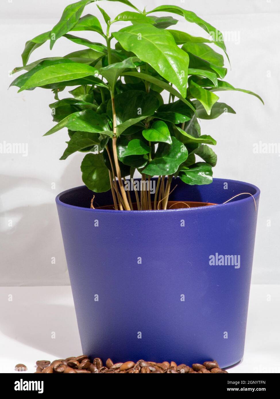 Beautiful green leaves of a coffee tree (coffea arabica Stock Photo - Alamy