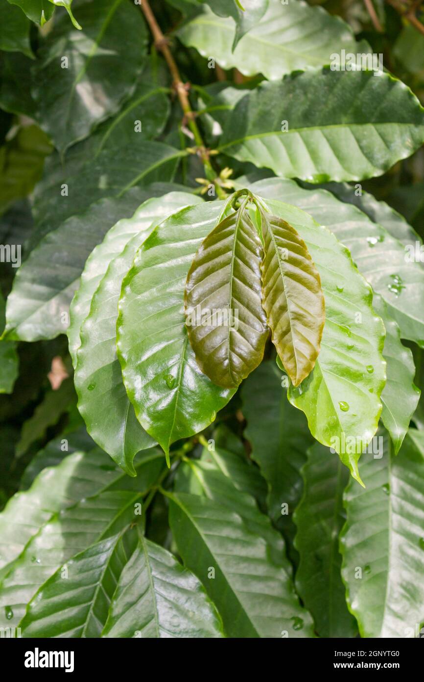 Beautiful green leaves of a coffee tree (coffea arabica Stock Photo - Alamy