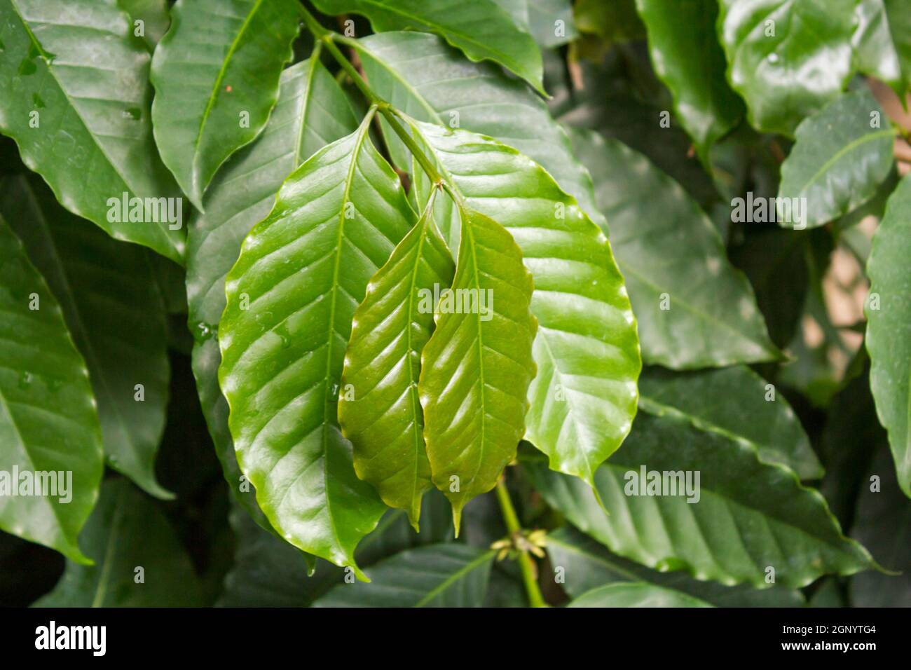 Beautiful green leaves of a coffee tree (coffea arabica Stock Photo - Alamy