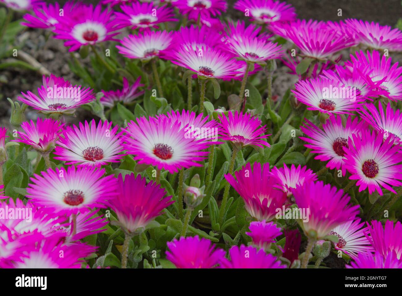 Crystalline ice plants hi-res stock photography and images - Alamy