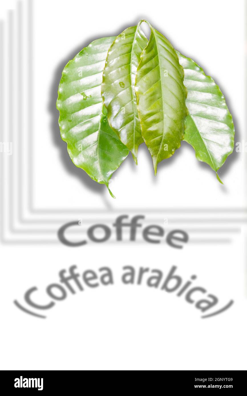 Beautiful green leaves of a coffee tree (coffea arabica Stock Photo - Alamy