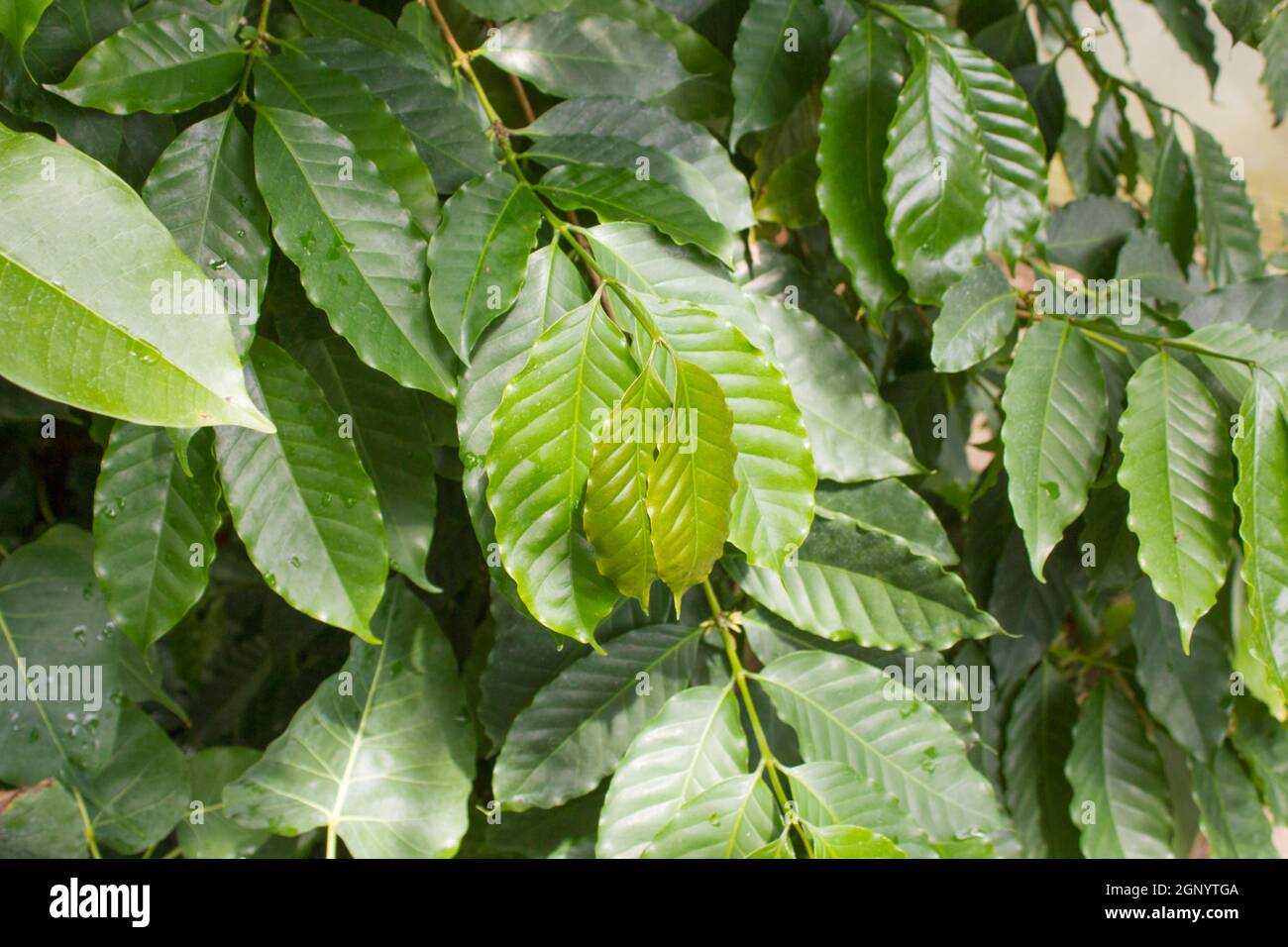 Beautiful green leaves of a coffee tree (coffea arabica Stock Photo - Alamy