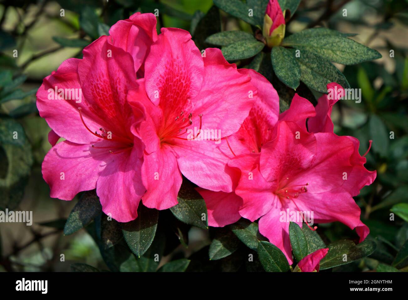 Pink Azaleas on garden Stock Photo - Alamy