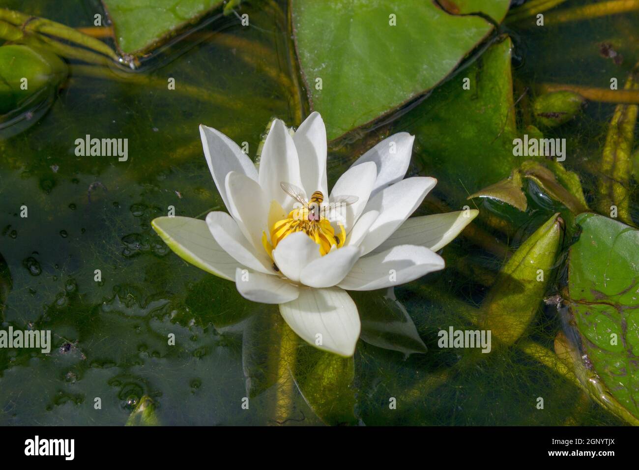 The water lilies (Nymphaea) are a genus of plants in the family of the ...