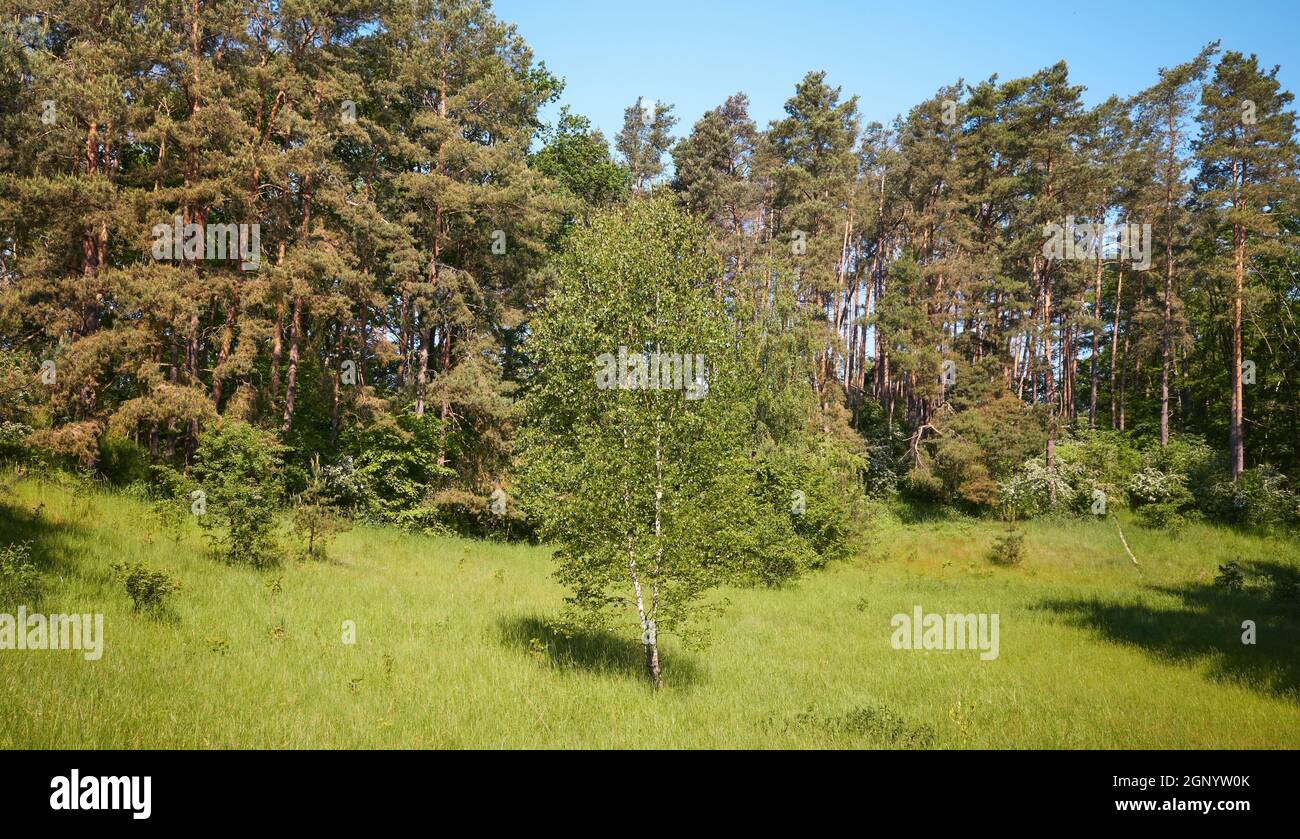 Green meadow landscape with forest hi-res stock photography and images ...